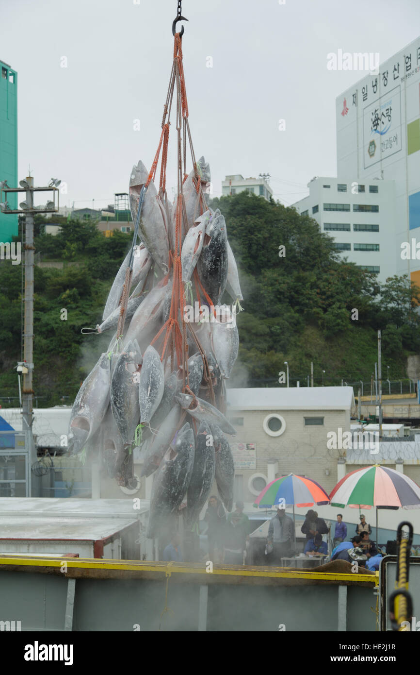 Busan, South Korea - September 22th, 2016: Busan, fish port, overload ...