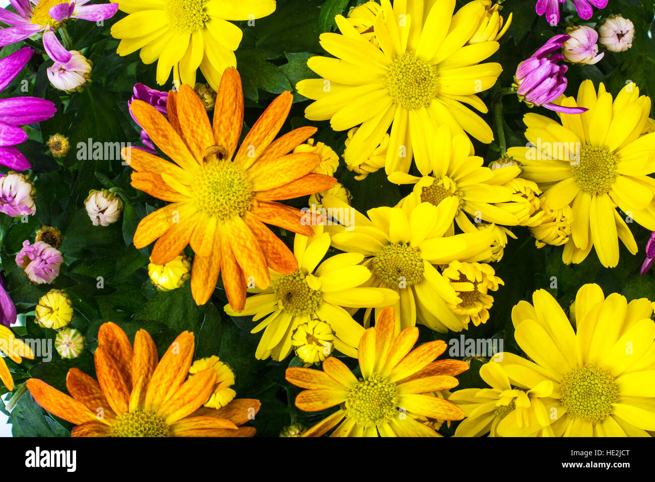 Arrangement of fresh flowers in a pot Stock Photo - Alamy