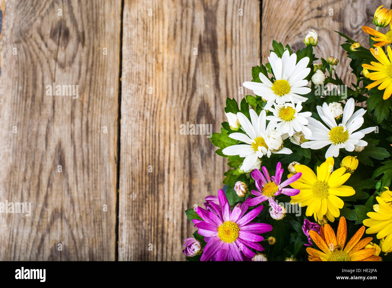 Pots beautiful chrysanthemum flowers hi-res stock photography and ...