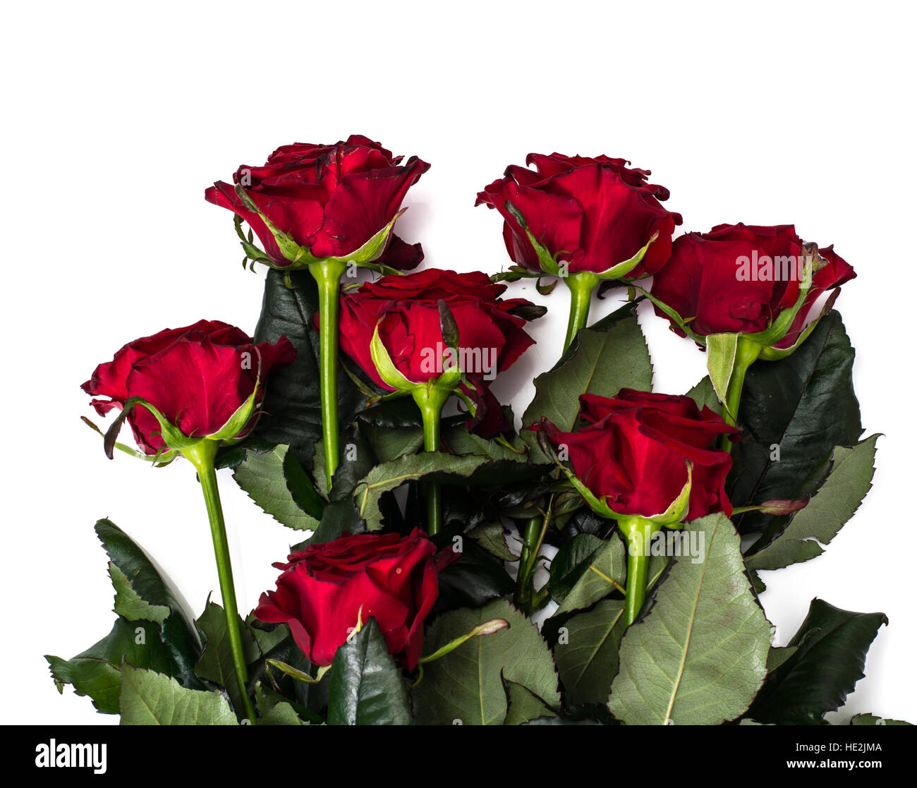 Roses on a white background Stock Photo - Alamy