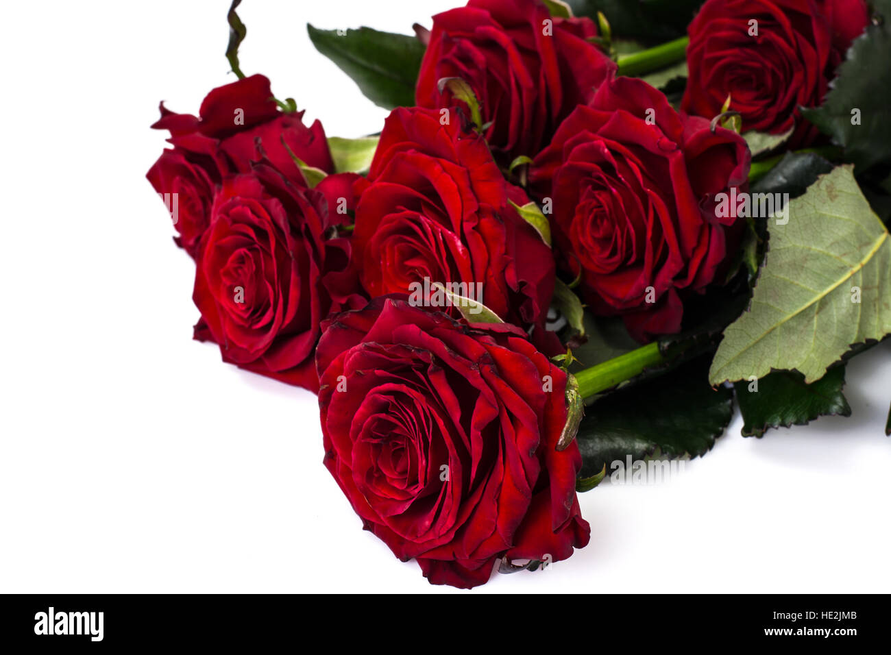 Roses on a white background Stock Photo - Alamy