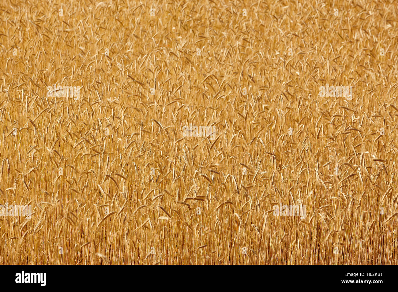 Wheat spikes in the countryside. Agriculture background landscape ...