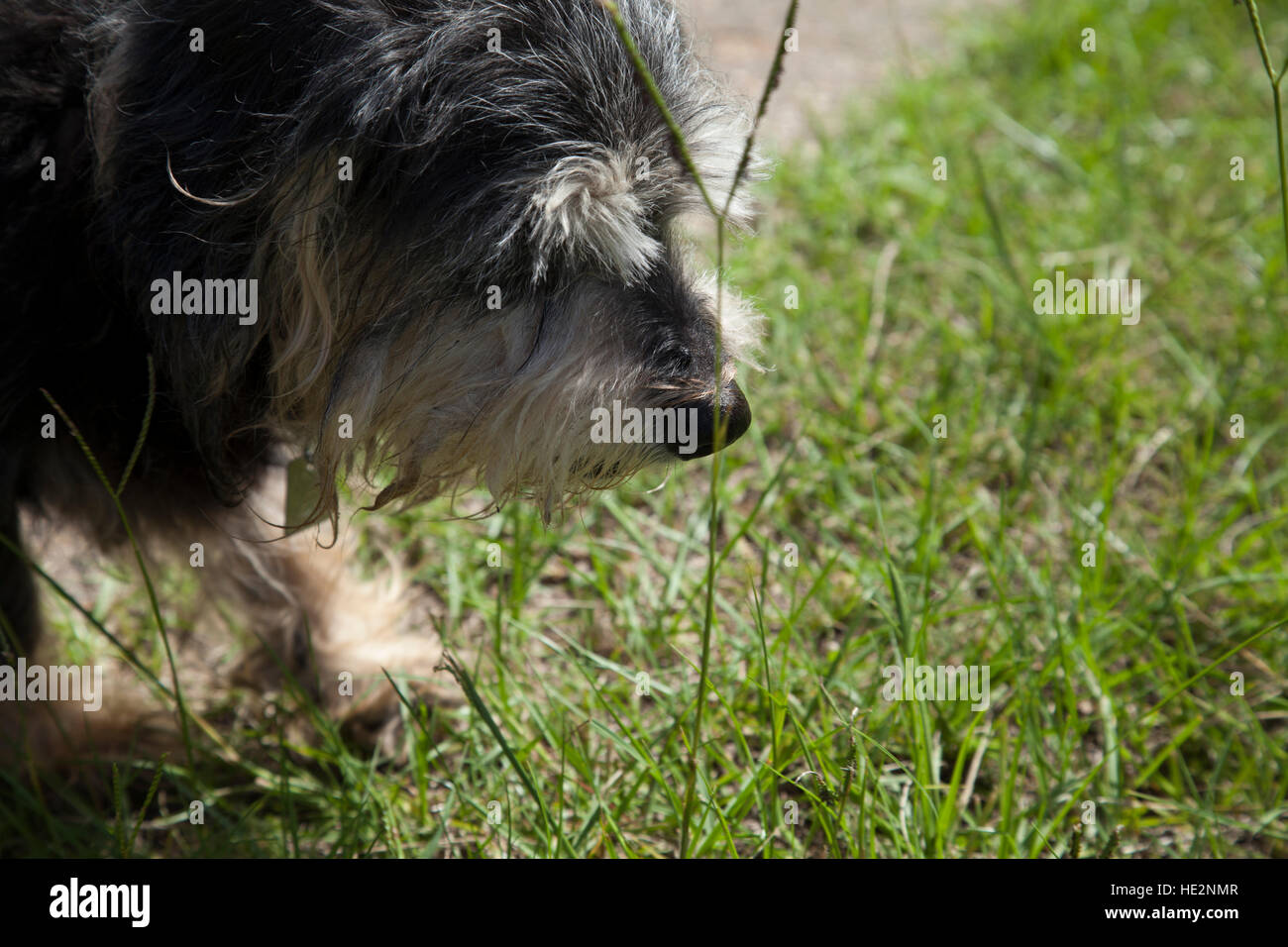 Dog sniffing around outside Stock Photo - Alamy