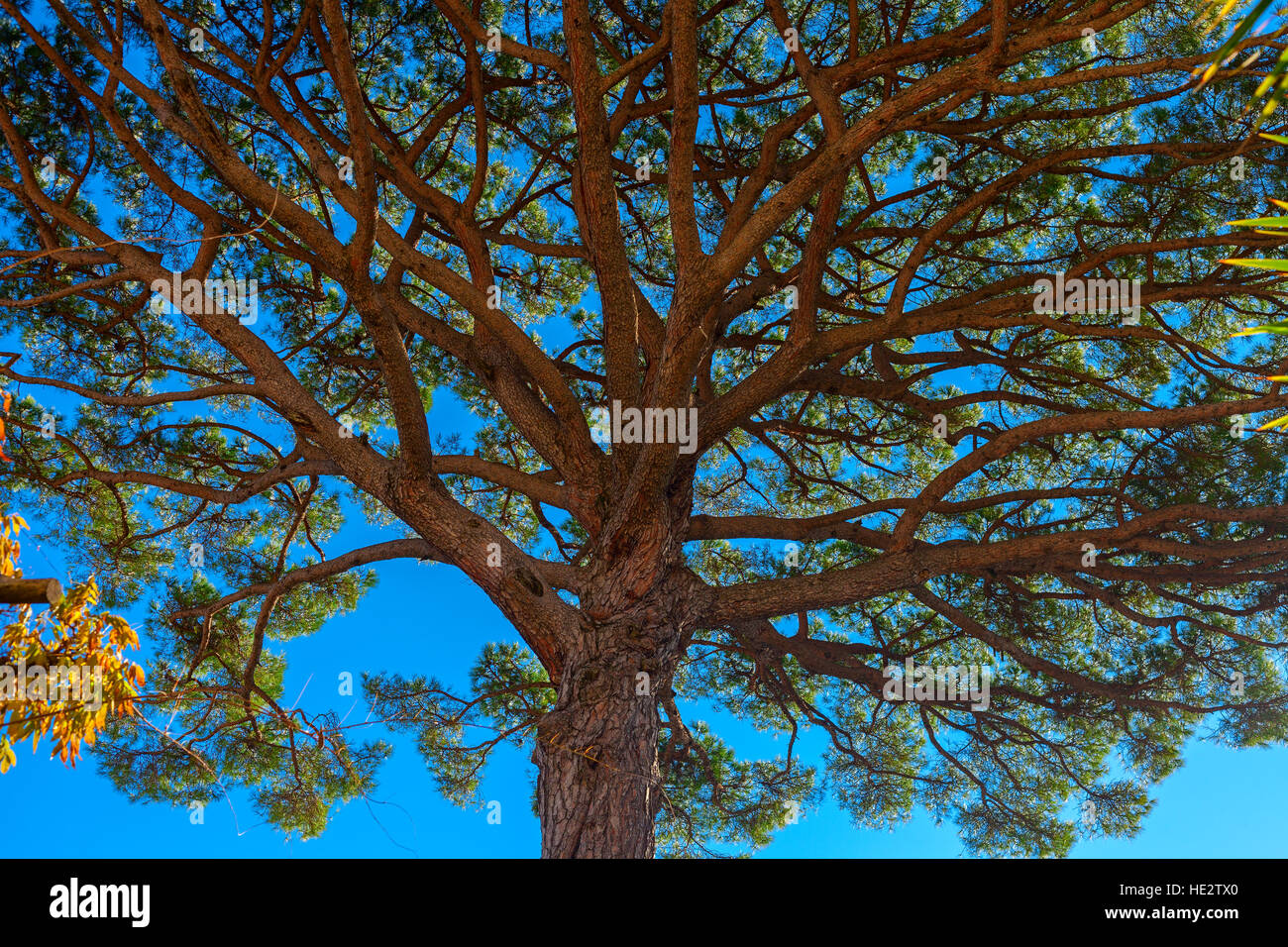 Maritime pine tree hi-res stock photography and images - Alamy