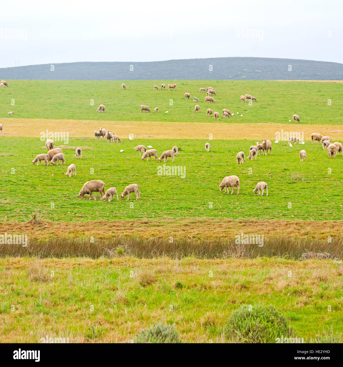 blur in south africa plant land bush and sheep near the hill Stock ...