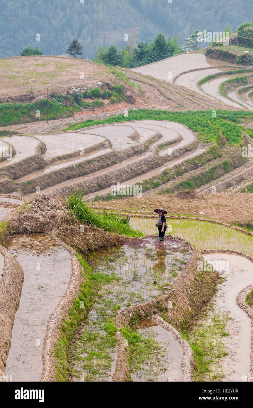 Farmer in Longsheng Longji Dragon Spine Rice Terraces paddies fields on ...