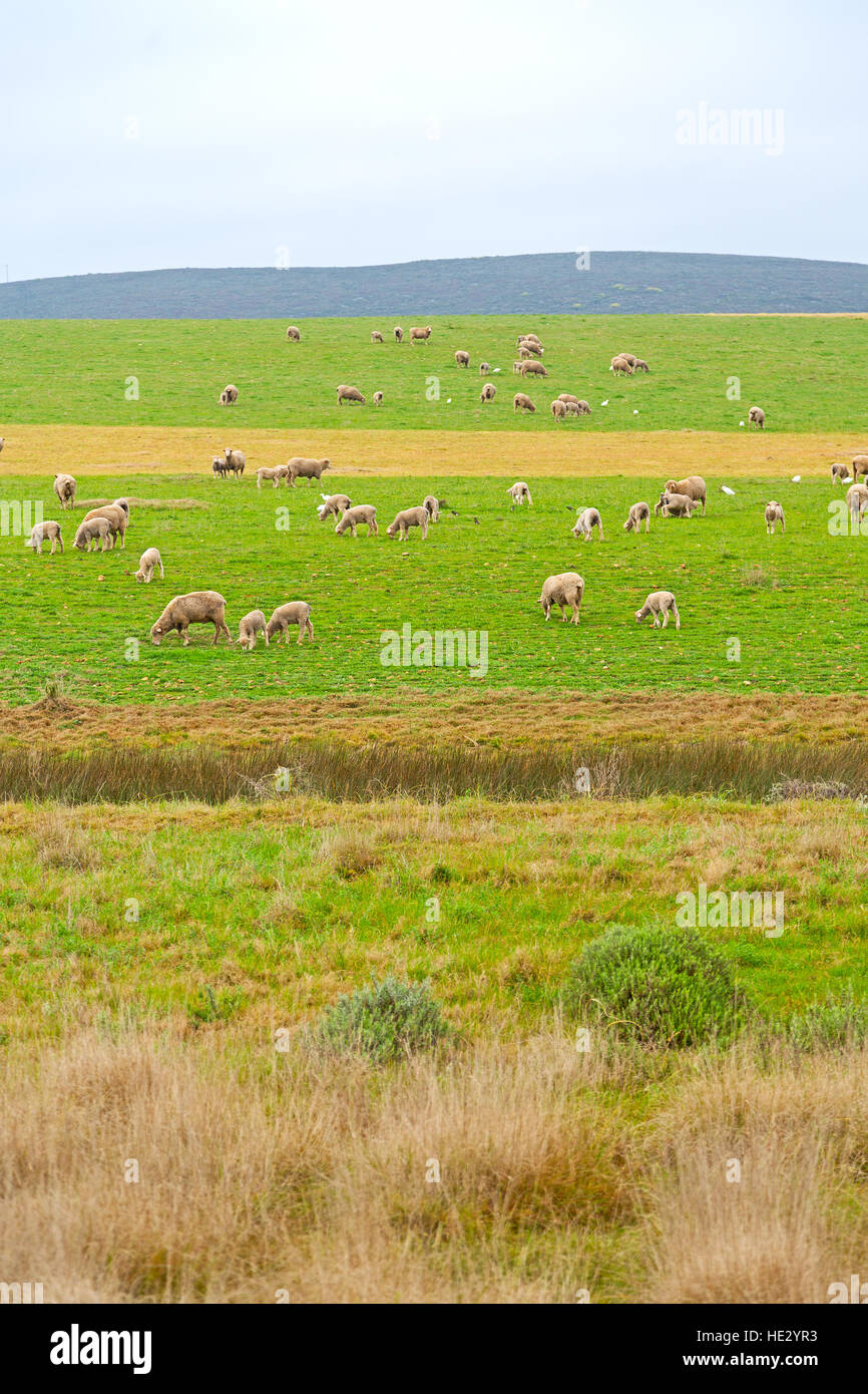 blur in south africa plant land bush and sheep near the hill Stock ...
