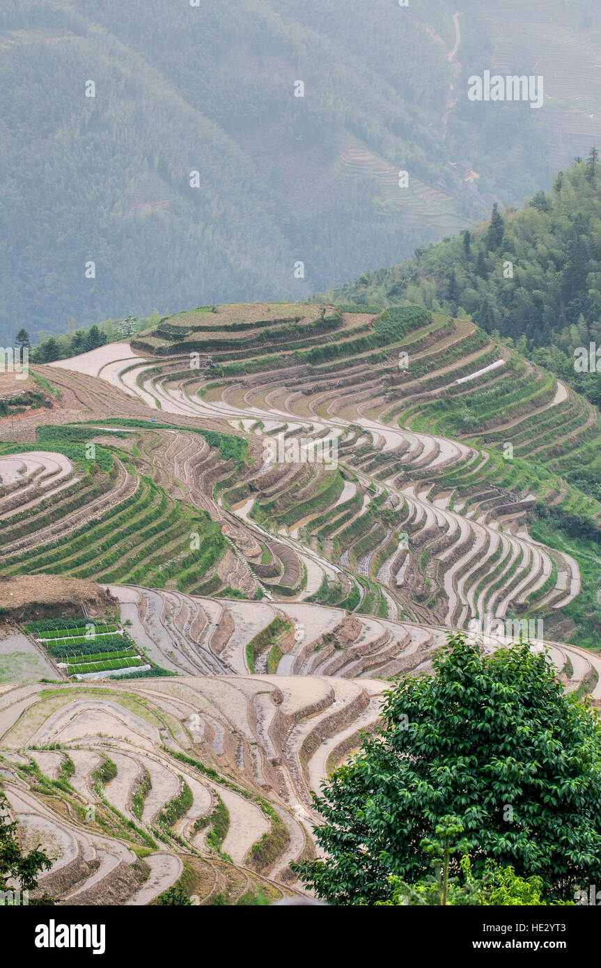 Longsheng Longji Dragon Spine Rice Terraces paddies fields on hillside ...