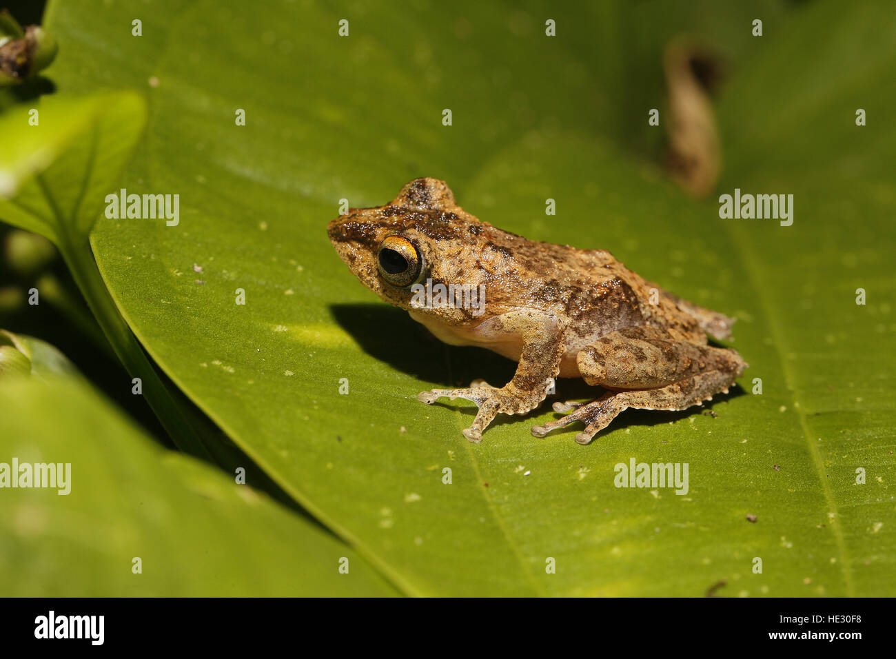 Frilled Tree Frog, Kirixalis (Rhacophorus) appendiculatusI Stock Photo ...