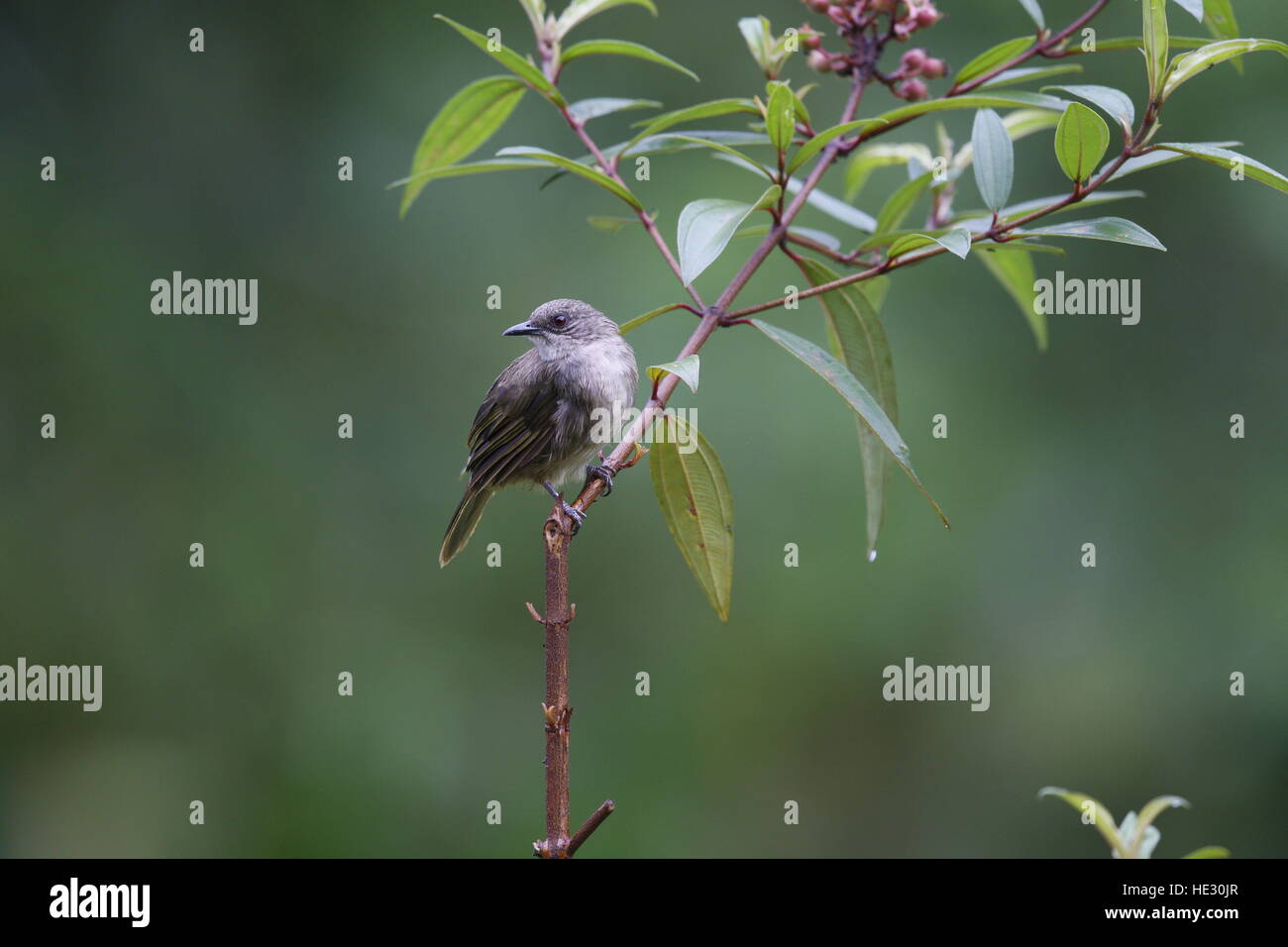 Asian Red-eyed Bulbul, Pycnonotus,brunneus Stock Photo - Alamy