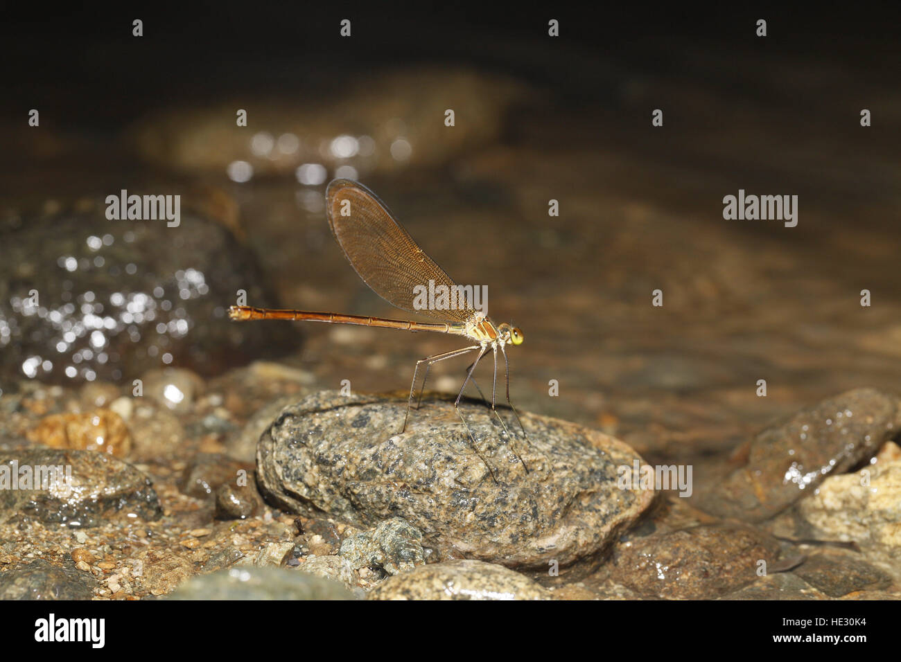 Neurobasis longipes hi-res stock photography and images - Alamy