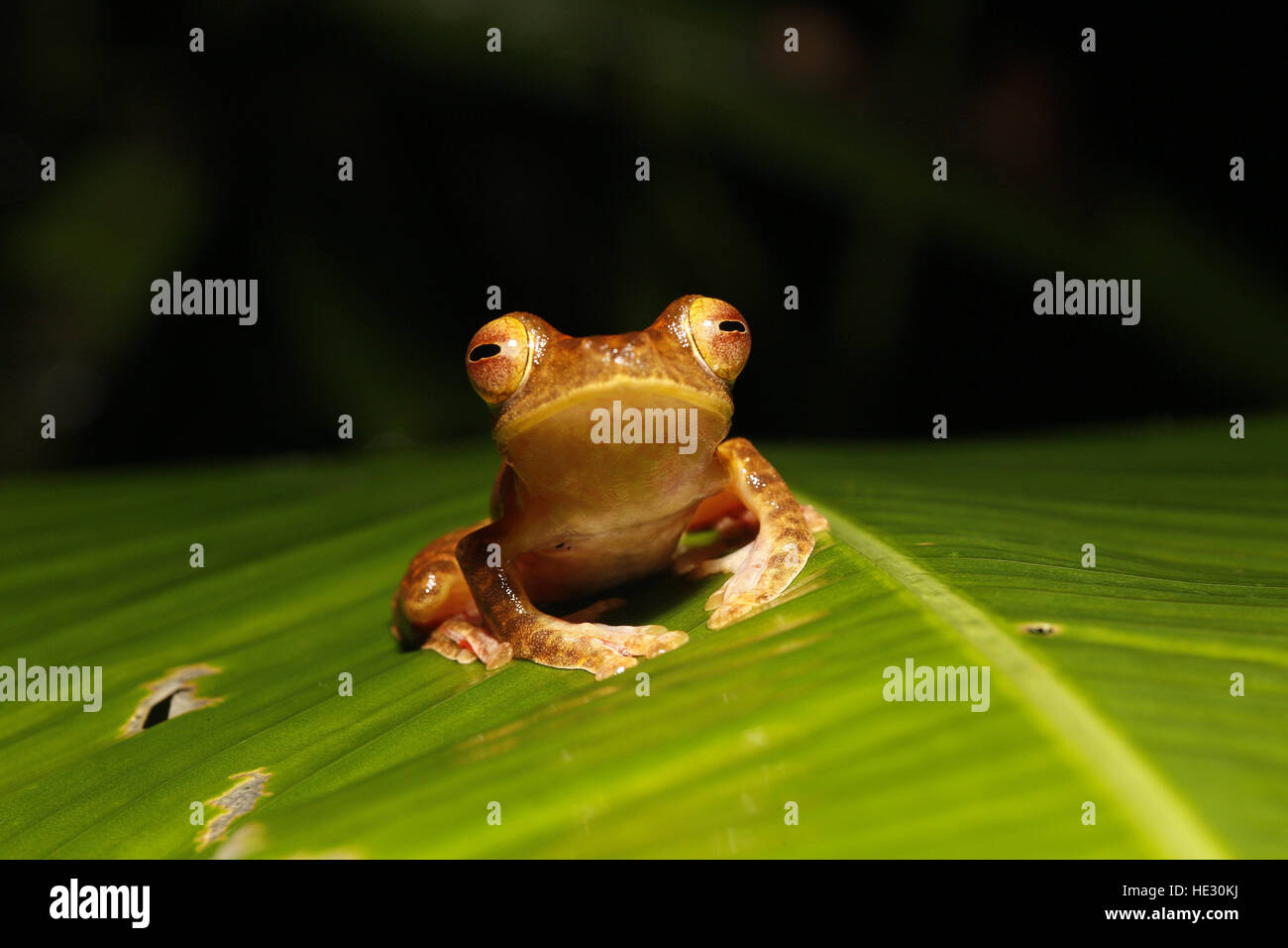 Harlequin Tree Frog, Rhacophorus pardalis, on leaf at night Stock Photo ...