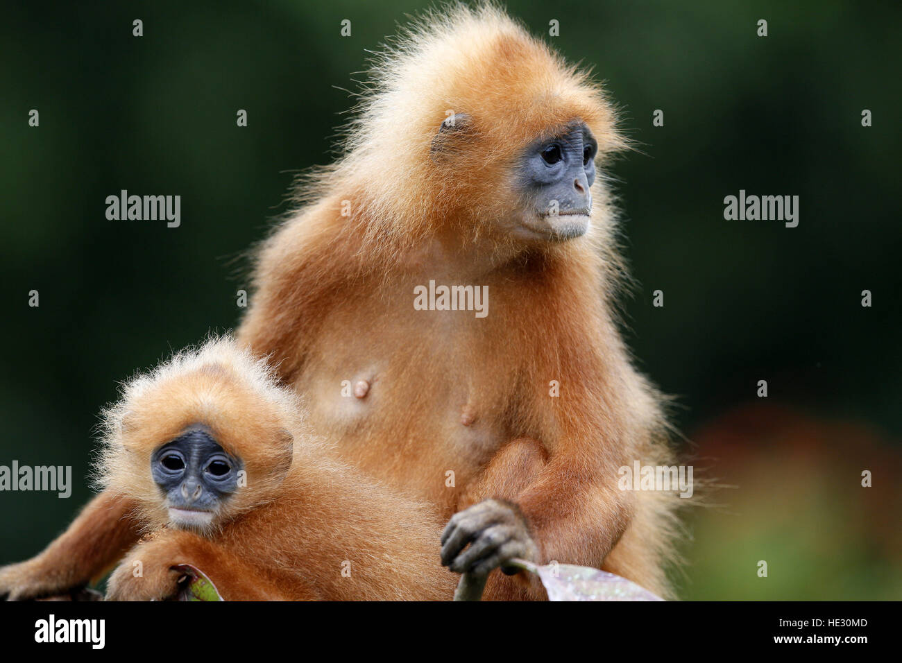 Red Leaf Monkey, Presbytis rubicunda, adult female with young Stock ...