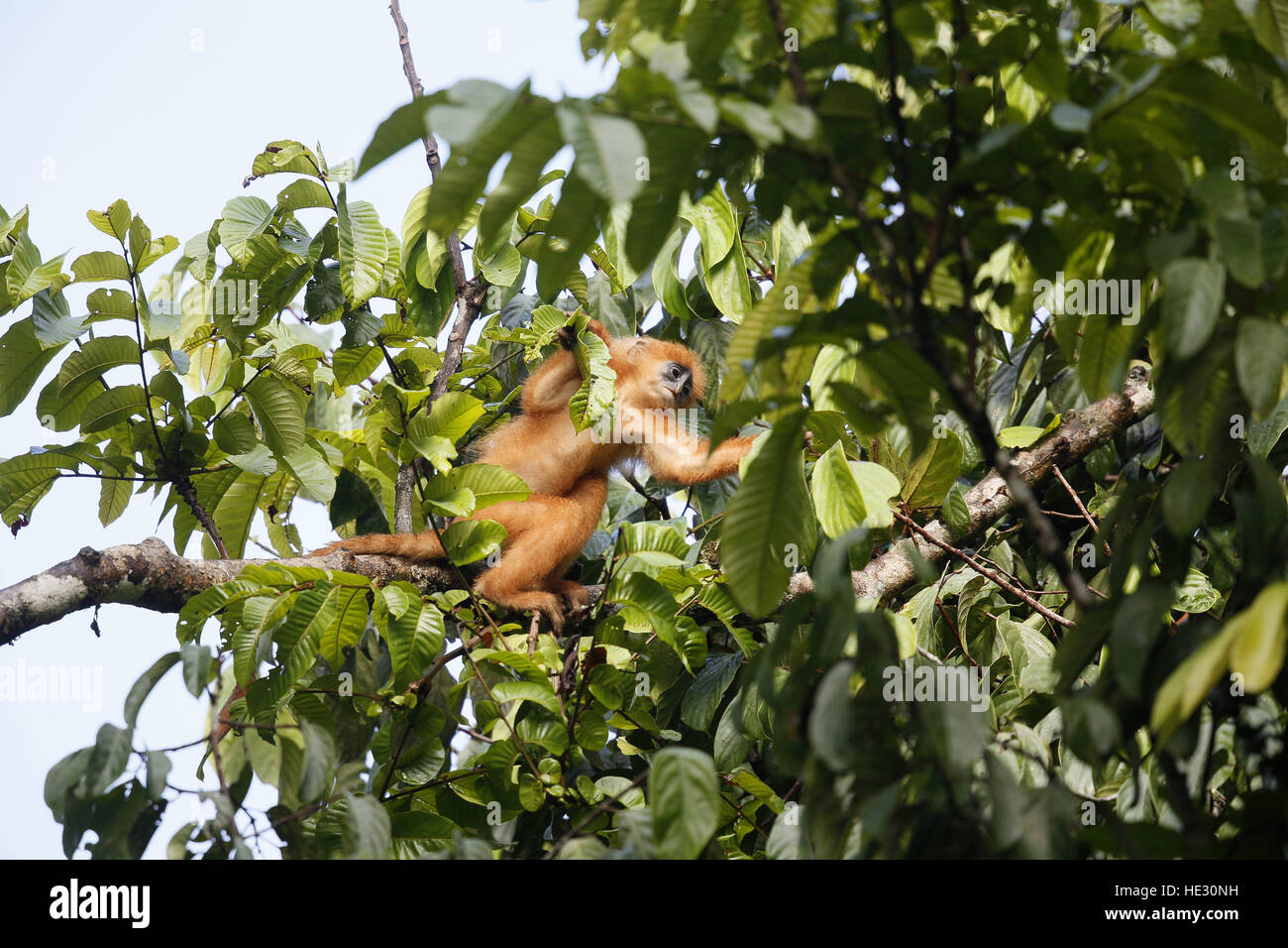 Red Leaf Monkey, Presbytis rubicunda, moving through the forest canopy ...