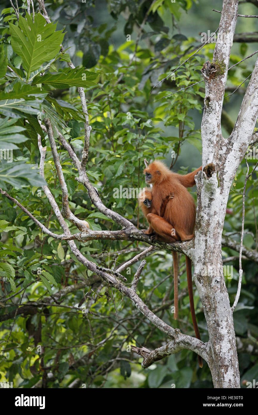Female youngster hi-res stock photography and images - Alamy