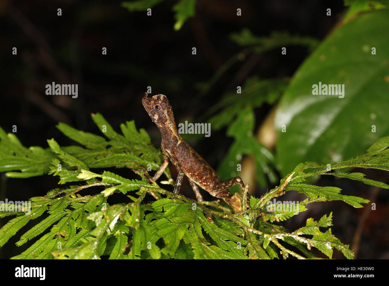 Ornate Earless Lizard, Aphaniotis ornata in Borneo forest Stock Photo ...