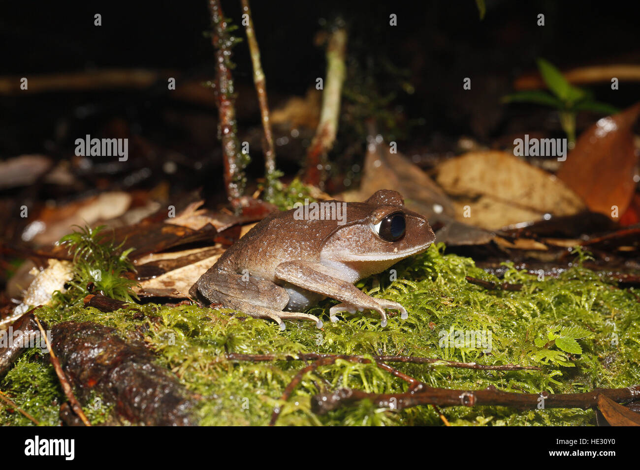 Montane Litter Frog, Leptobrachium montanum, in Mount Kinabalu National ...