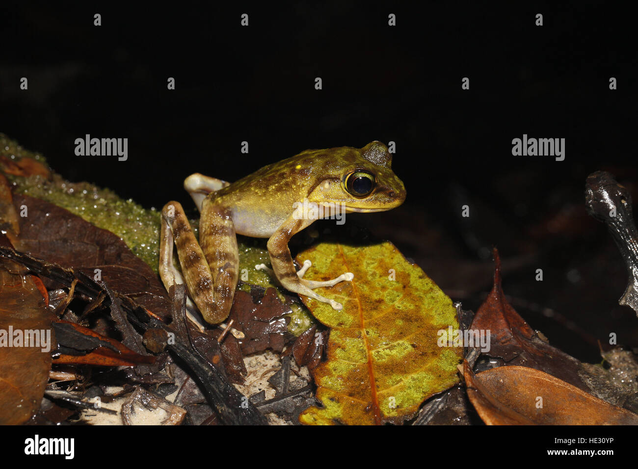 Kiau borneo frog hi-res stock photography and images - Alamy