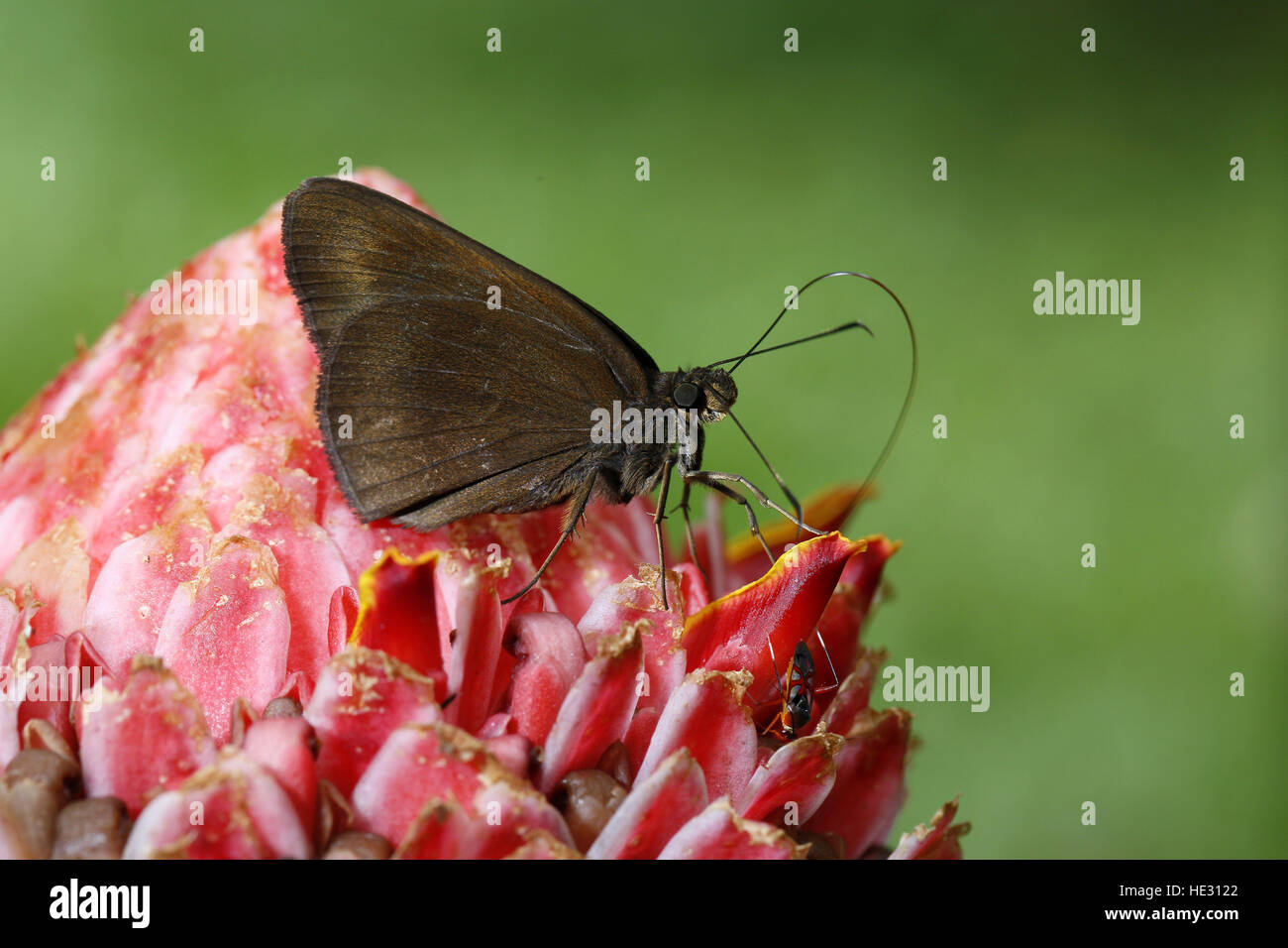 Chocolate Demon Butterfly, Ancistroides nigrita maura, on Ginger ...