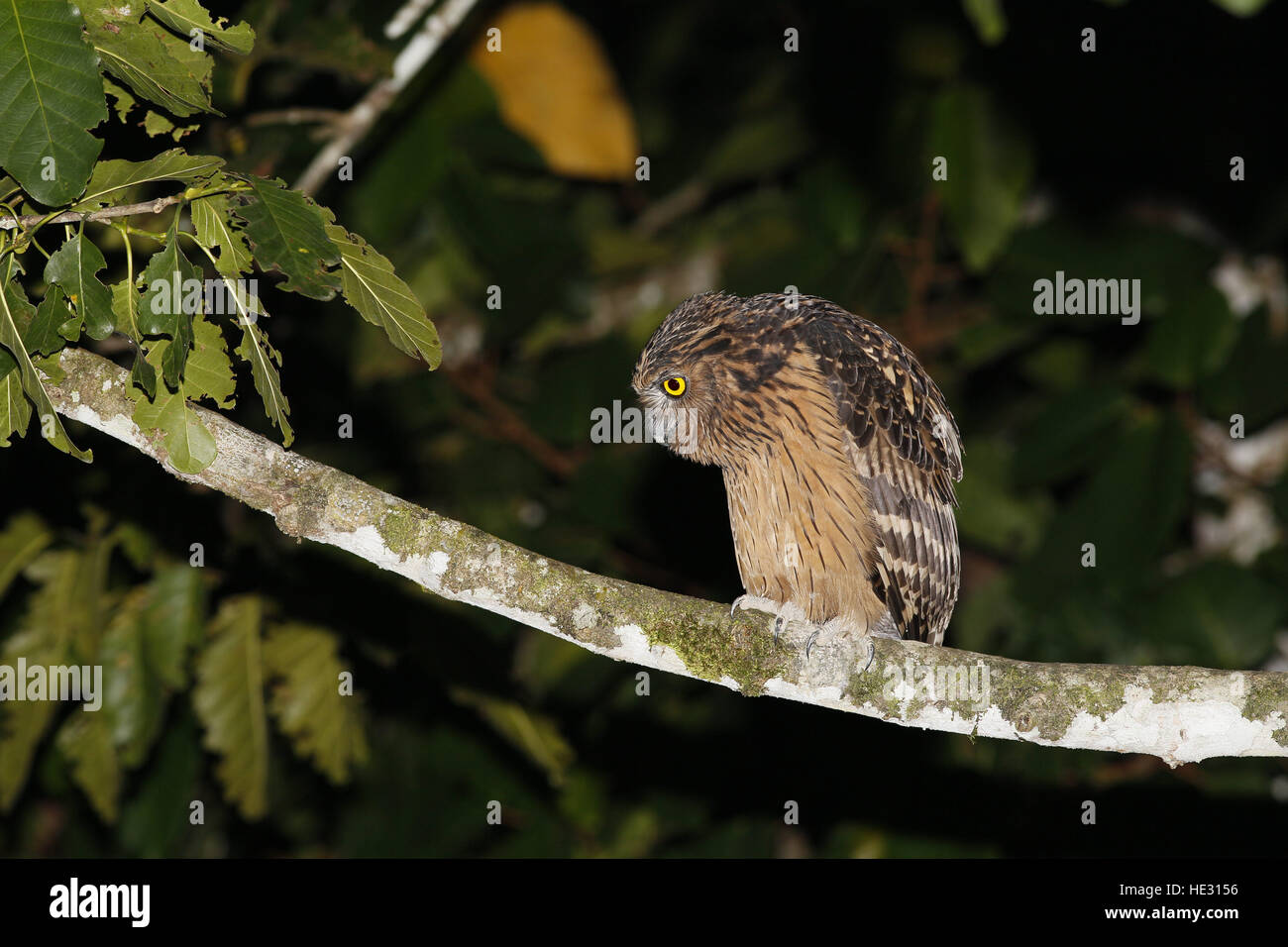 Buffy Fish-Owl, Ketupa ketupa, at fishing perch Stock Photo - Alamy