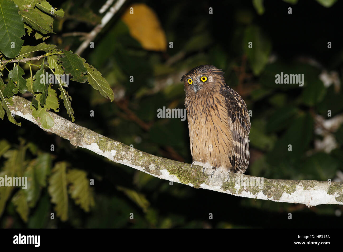 Buffy Fish-Owl, Ketupa ketupa at fishing perch Stock Photo - Alamy