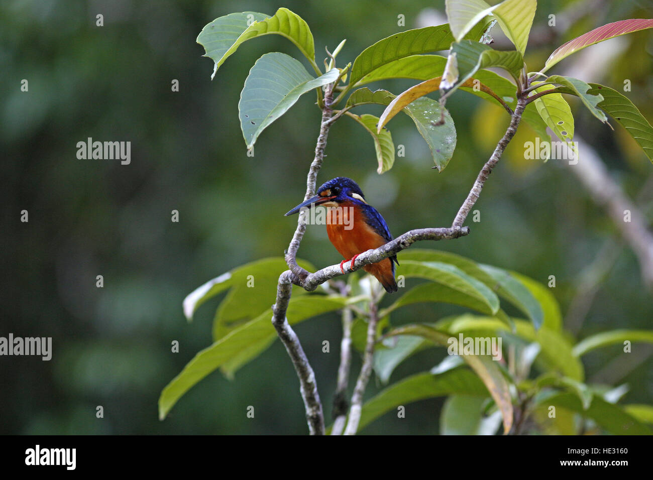 Blue-eared Kingfisher, Alcedo meninting Stock Photo - Alamy Blue-eared Kingfisher, Alcedo meninting Stock Photo - Alamy