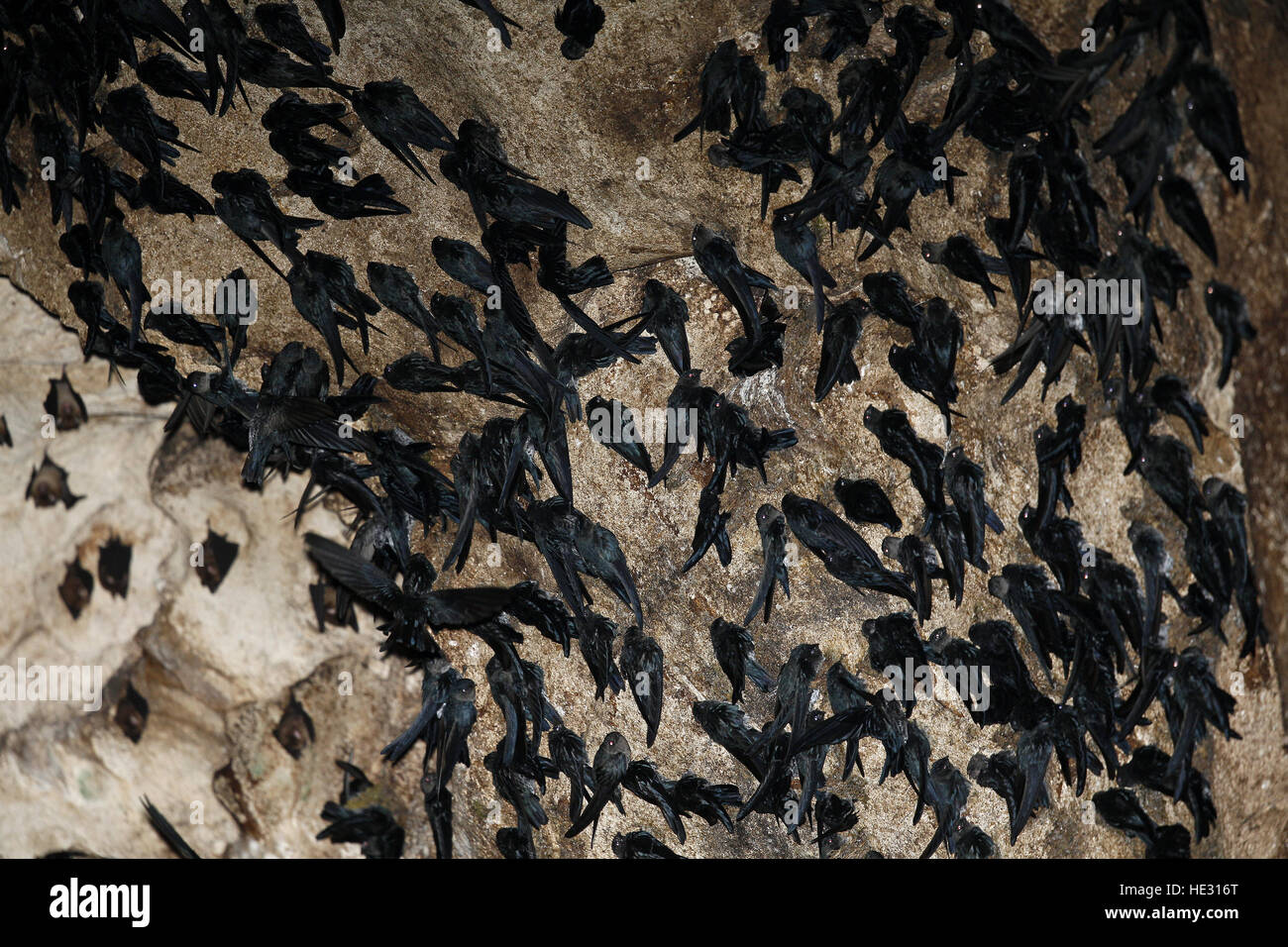 Swift bird nest hi-res stock photography and images - Alamy