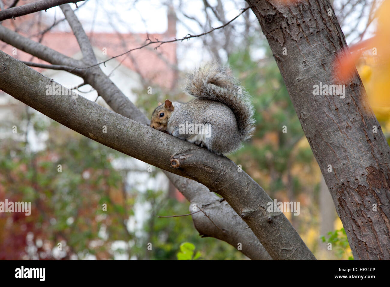 Tree crouch hi-res stock photography and images - Alamy