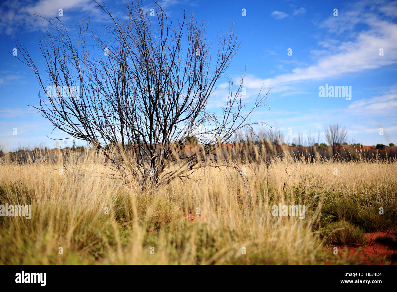Native plants at Uluru, Alice Spring, Yulara Stock Photo - Alamy