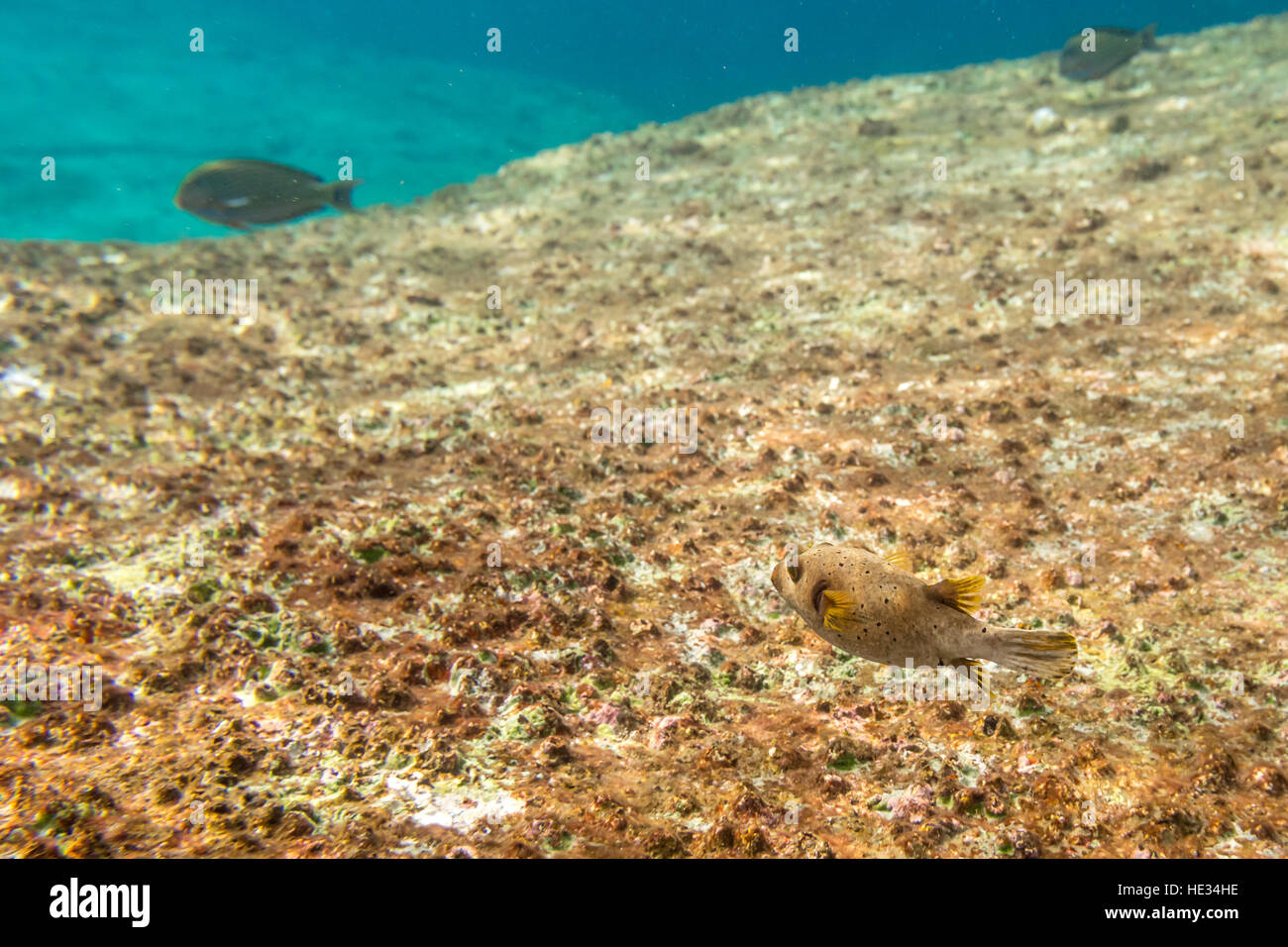 Puffer Fish background Stock Photo - Alamy