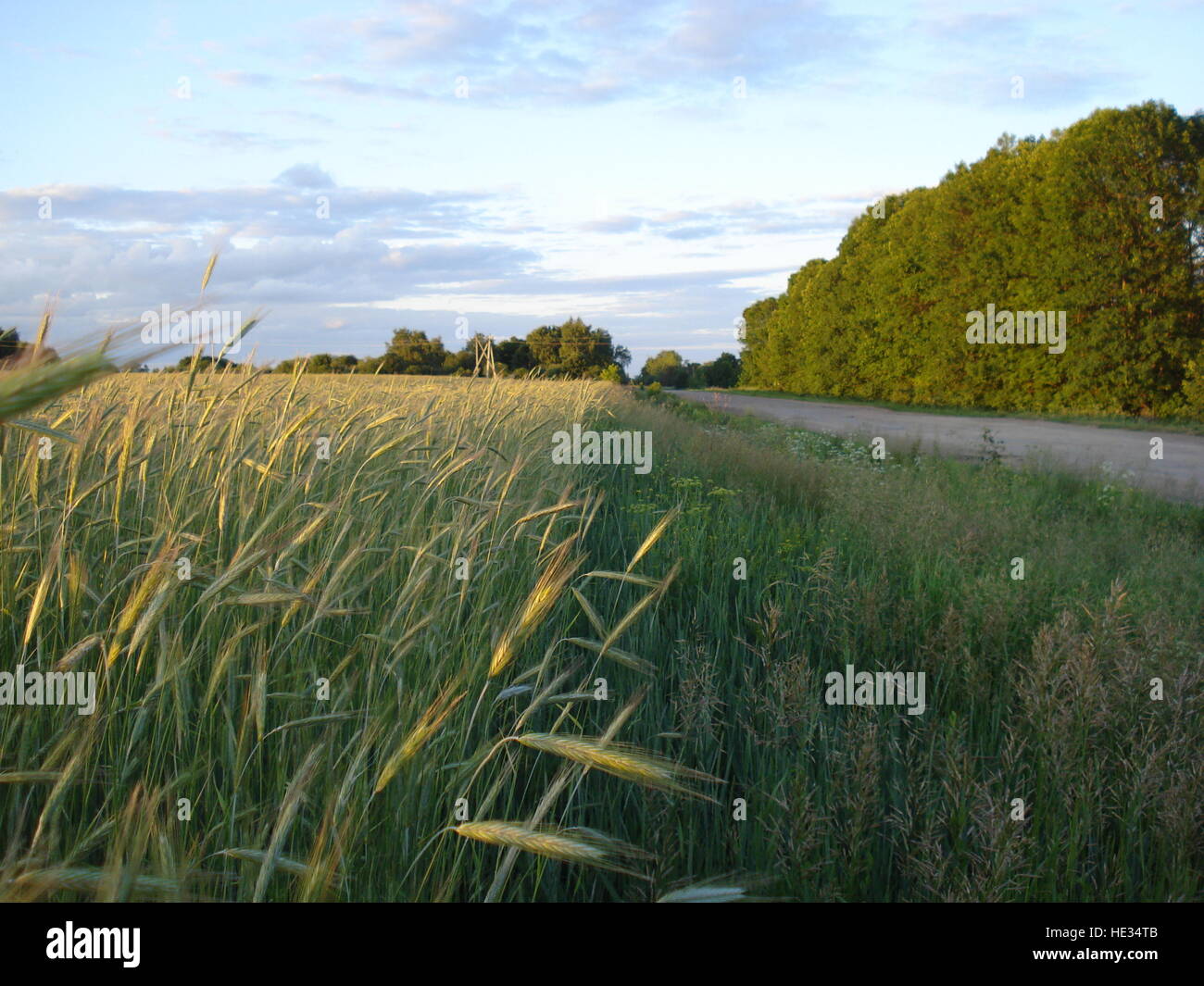 Wheat road hi-res stock photography and images - Alamy