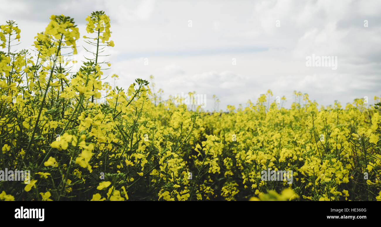 Mustard flower cultivation hi-res stock photography and images - Alamy