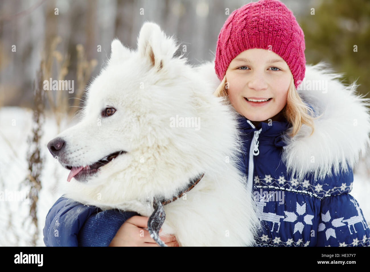 Samoyed husky with owner Stock Photo - Alamy