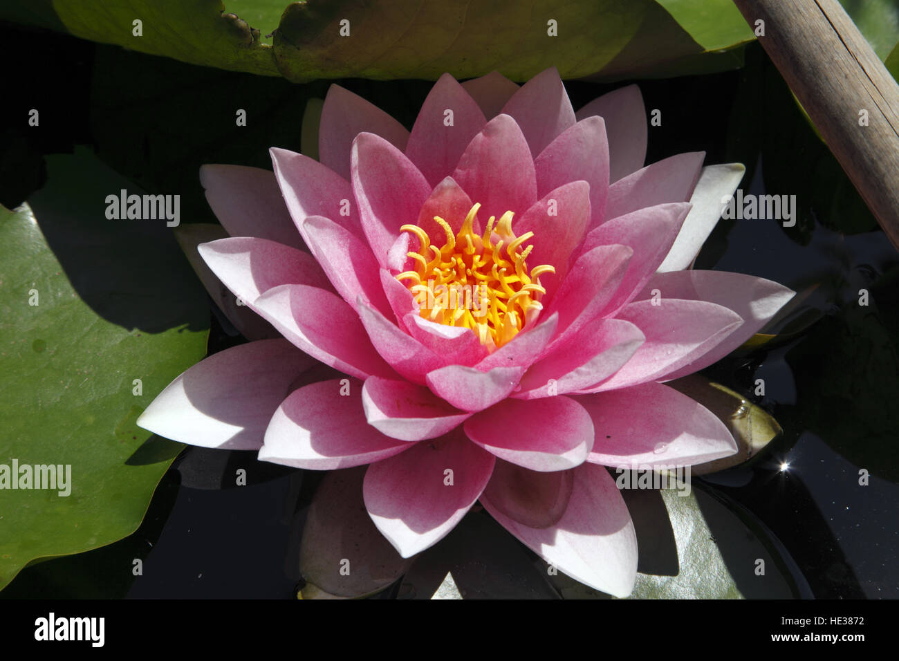 Lotus blossom hi-res stock photography and images - Alamy