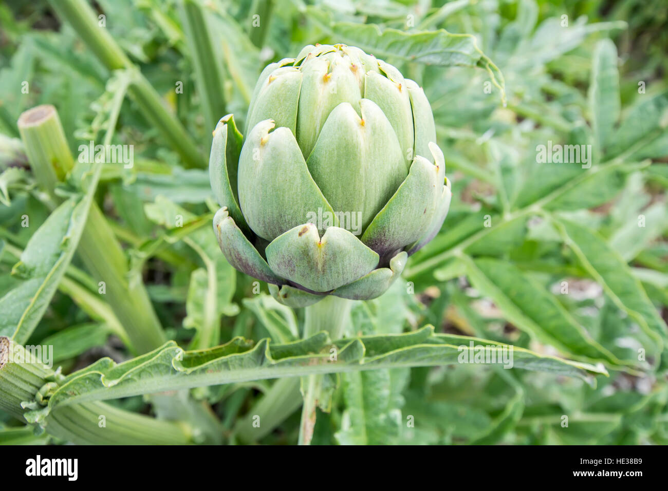 Cynara sp hi-res stock photography and images - Alamy