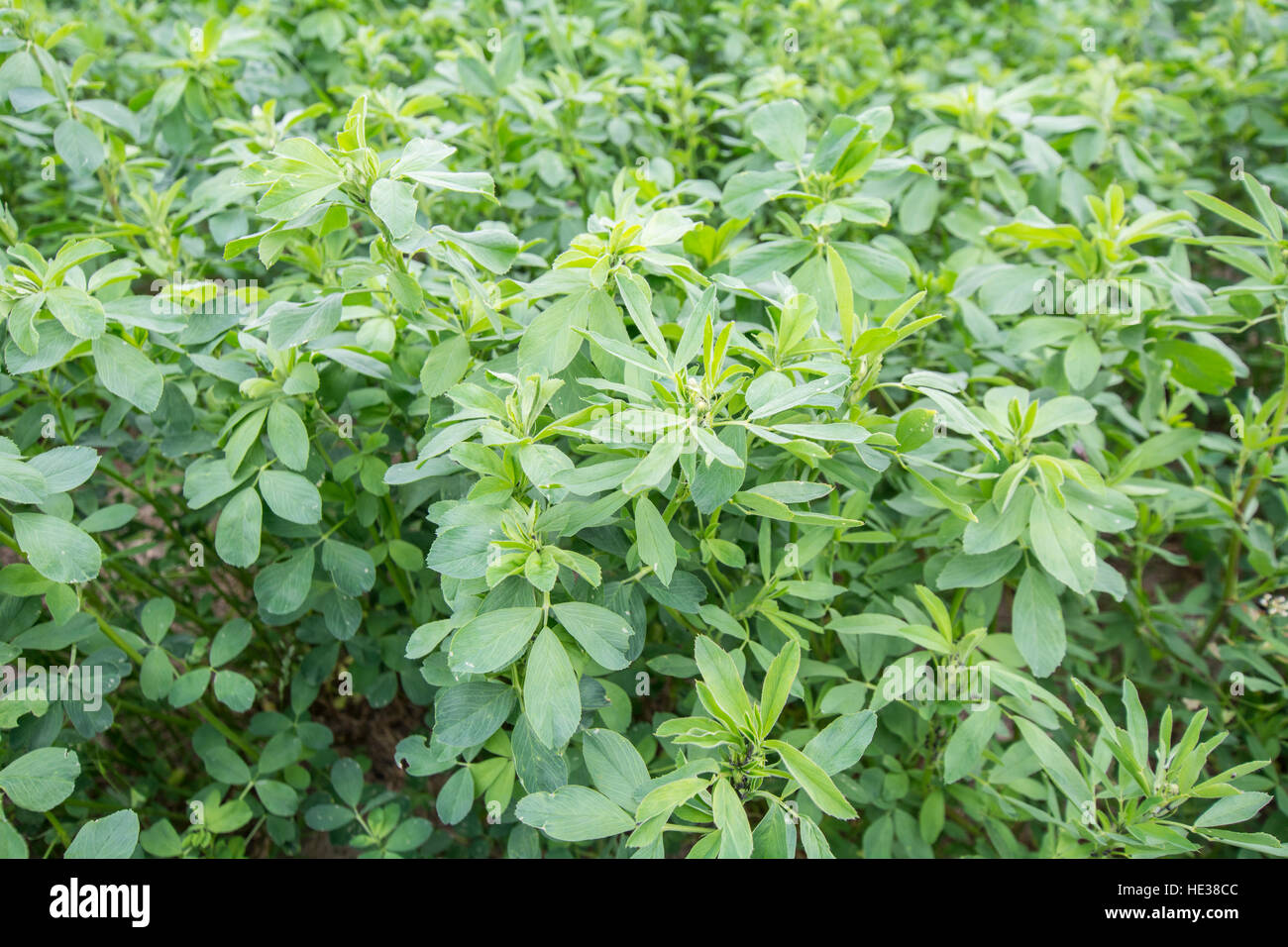 Medicago sativa (Alfalfa Stock Photo - Alamy