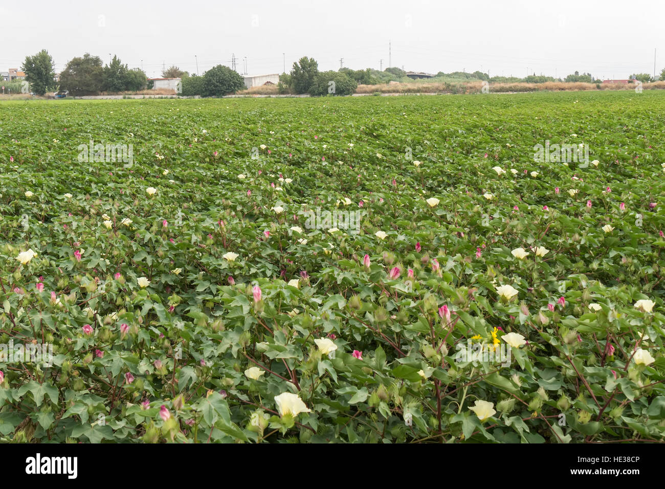 Cotton Plantation Diagram