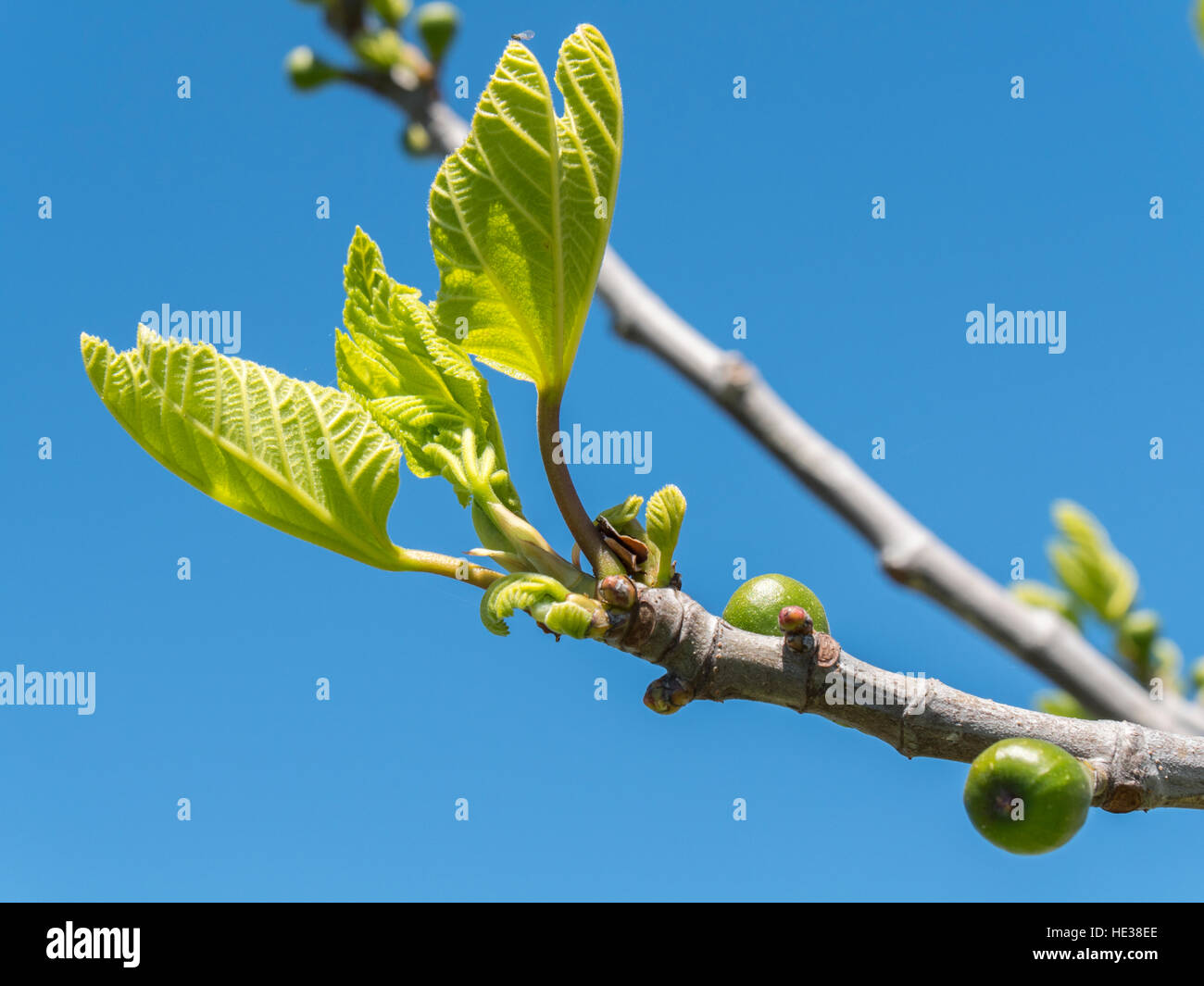 Fig sprout hi-res stock photography and images - Alamy