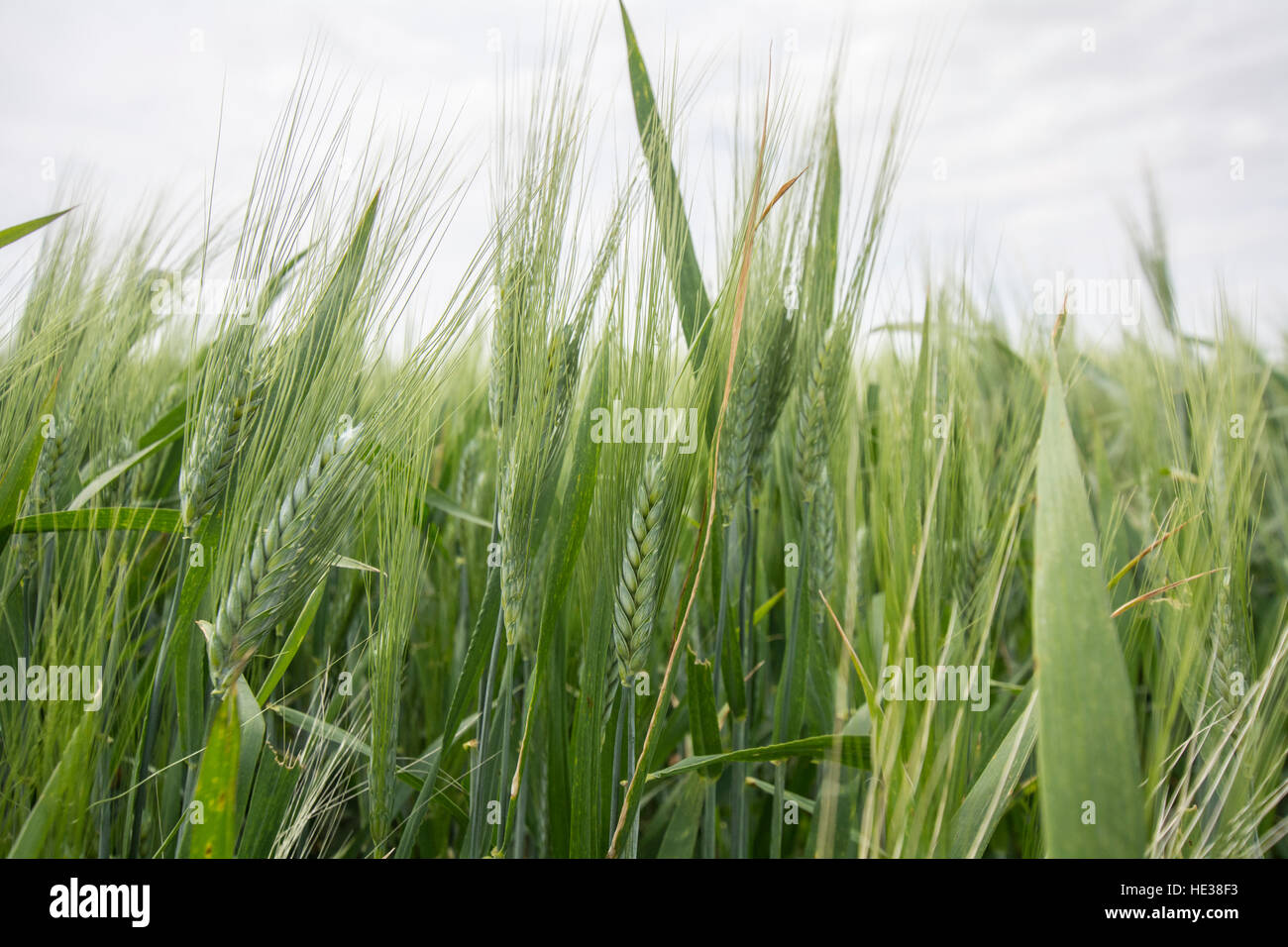Wheat spikes in spring hi-res stock photography and images - Alamy