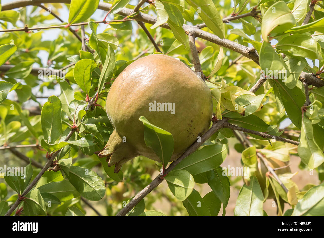Tubular membrane hi-res stock photography and images - Alamy