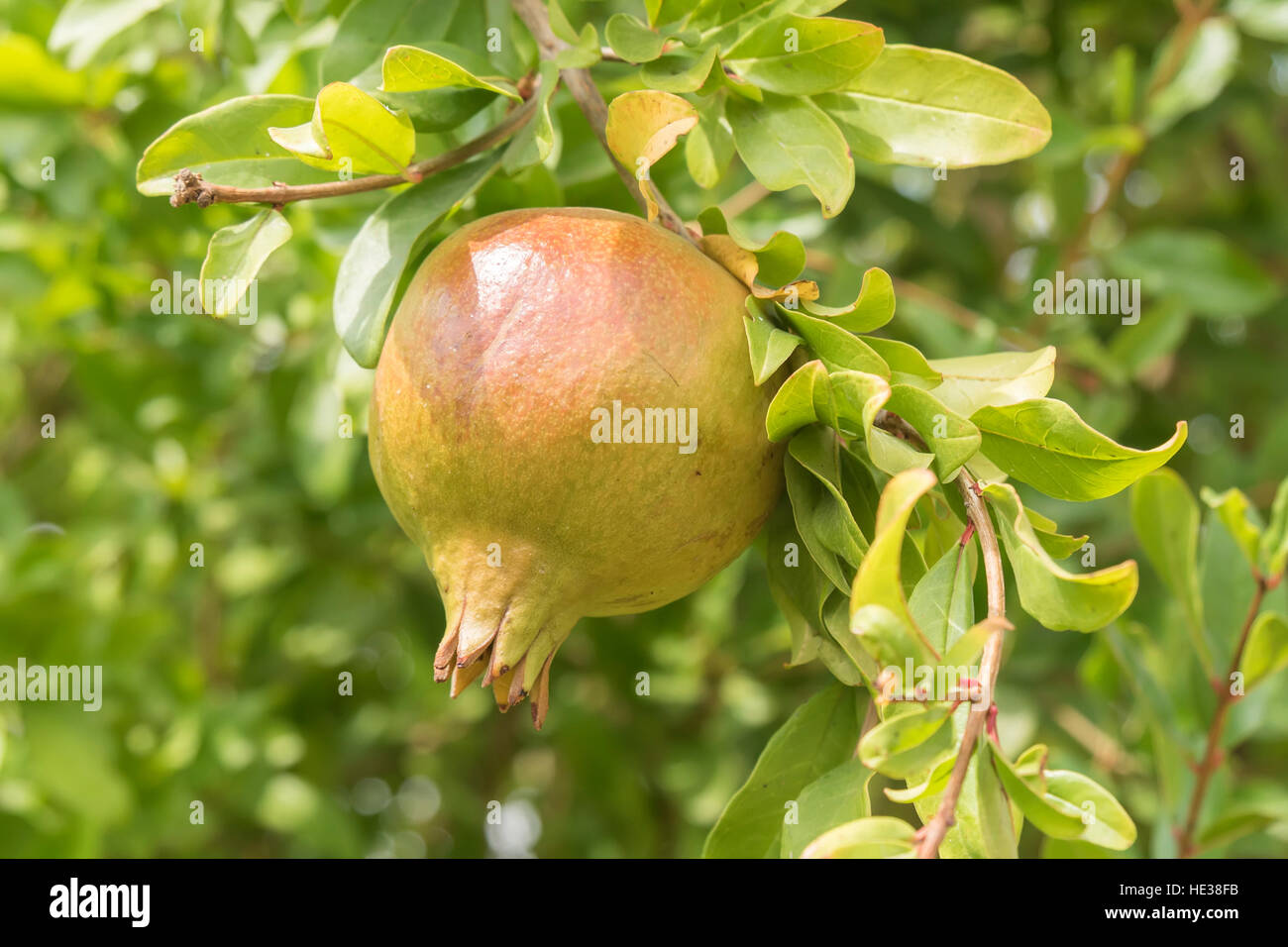 Unripe pomegranate in the tree Stock Photo - Alamy