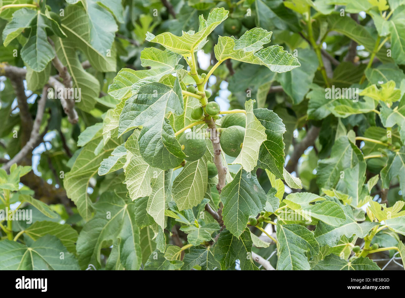 Fig tree, leafs, unripe figs Stock Photo - Alamy