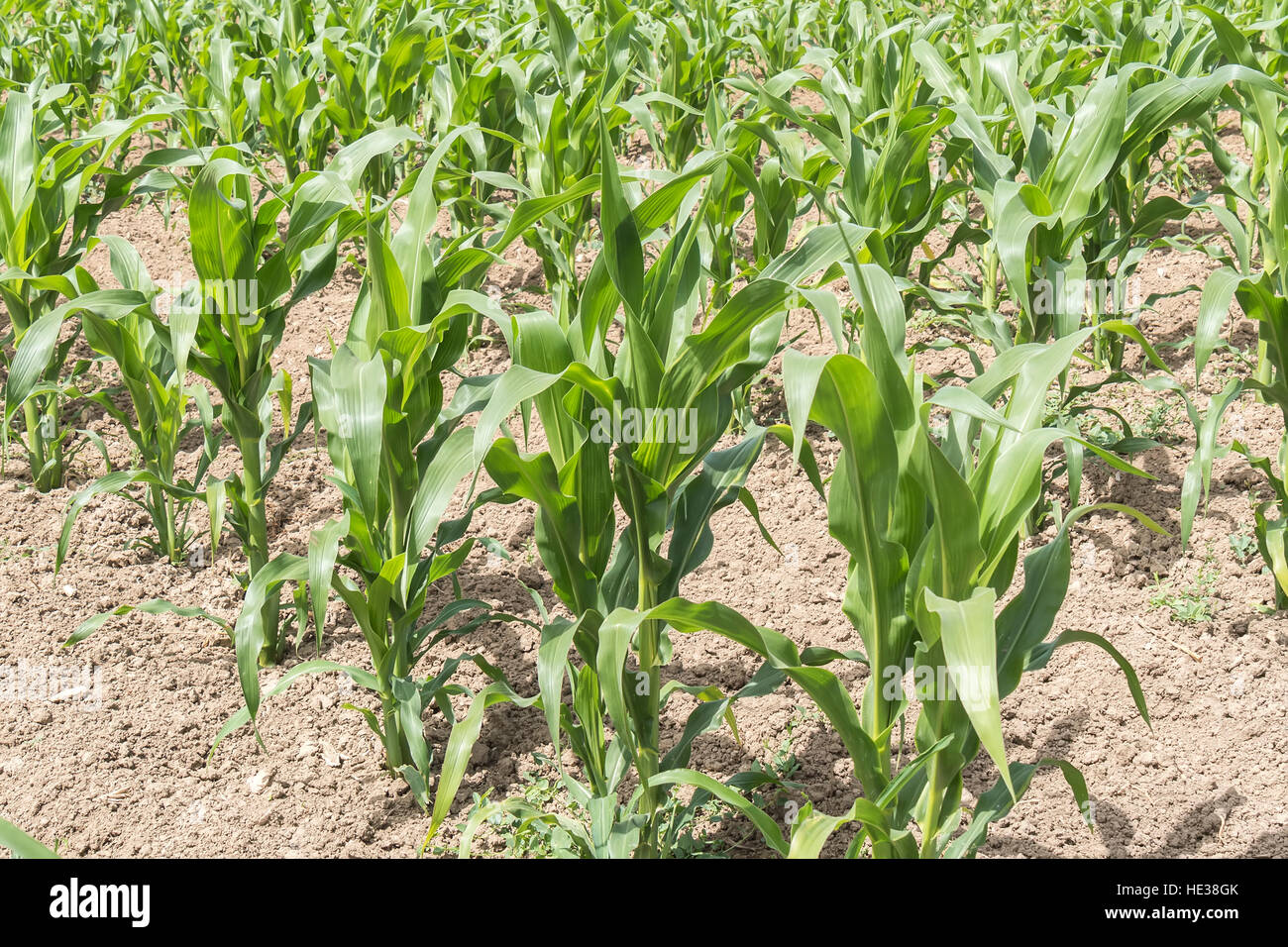 Corn crop growing Stock Photo - Alamy