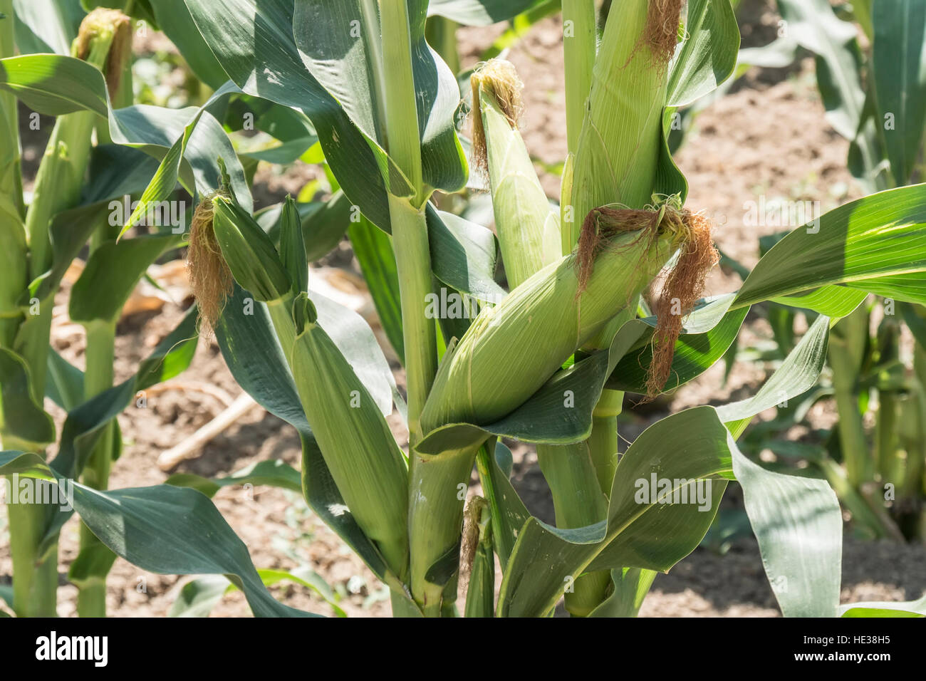 Corn field with unripe cobs in the stalk Stock Photo - Alamy