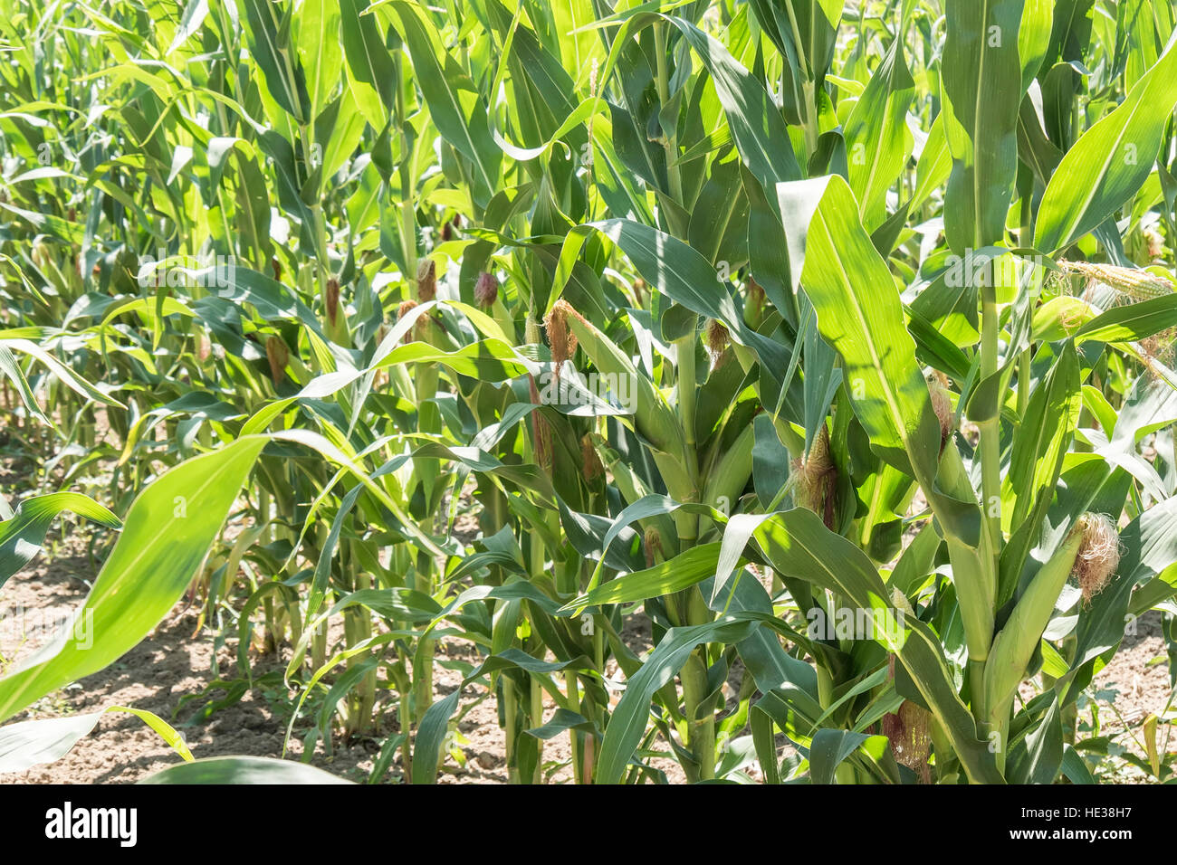 Corn field with unripe cobs in the stalk Stock Photo - Alamy