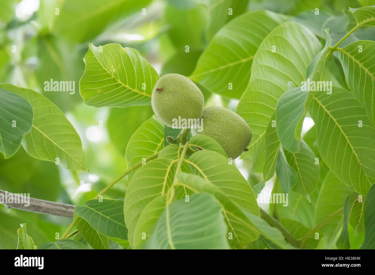 Unripe nuts on the tree Stock Photo - Alamy