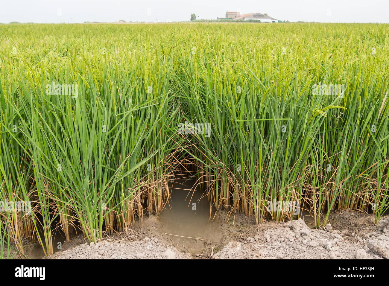 Unripe rice plantation Stock Photo - Alamy