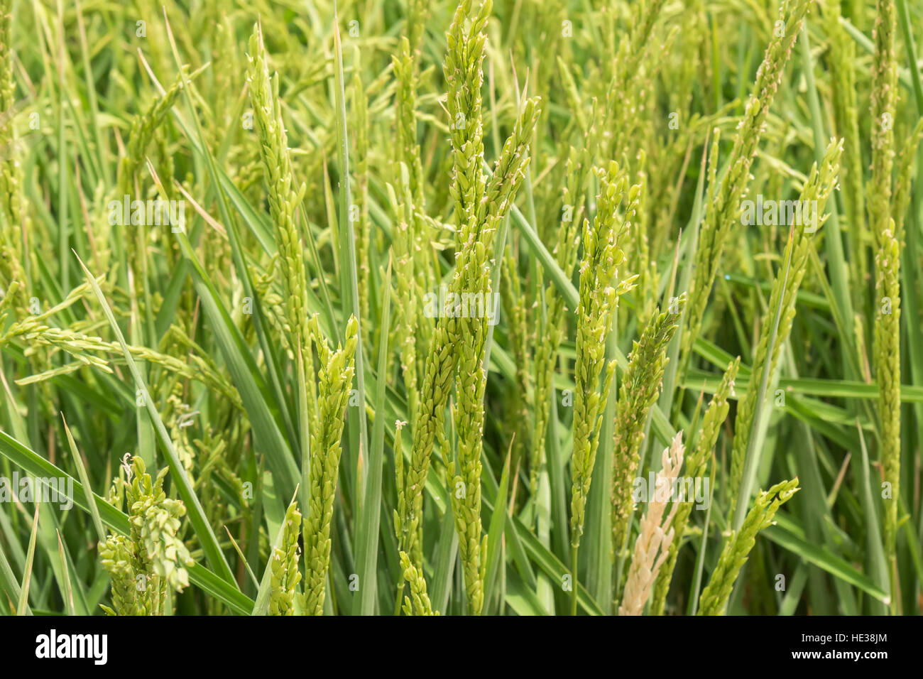 Unripe rice plantation Stock Photo - Alamy
