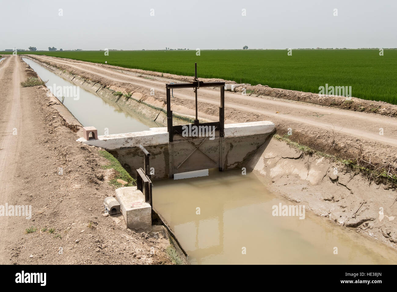 Irrigated rice plantation Stock Photo - Alamy