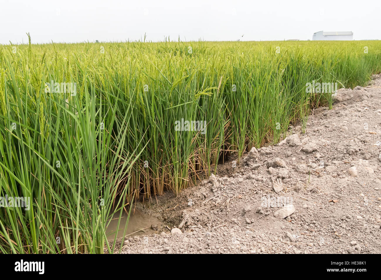 Unripe rice plantation Stock Photo - Alamy